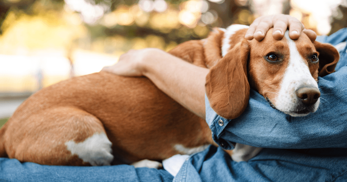 Do Dogs Miss Their Owners?